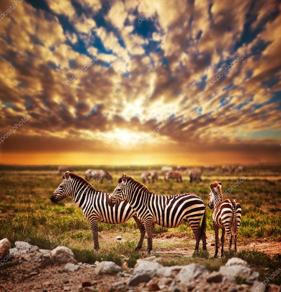 Manada de zebras na savana africana ao pôr do sol — Fotografias de ...