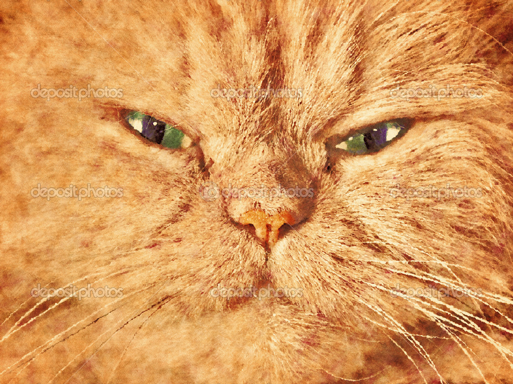 Katze Gesicht Nahaufnahme Porträt. Lackeffekt – Stockfoto © Photocreo ...