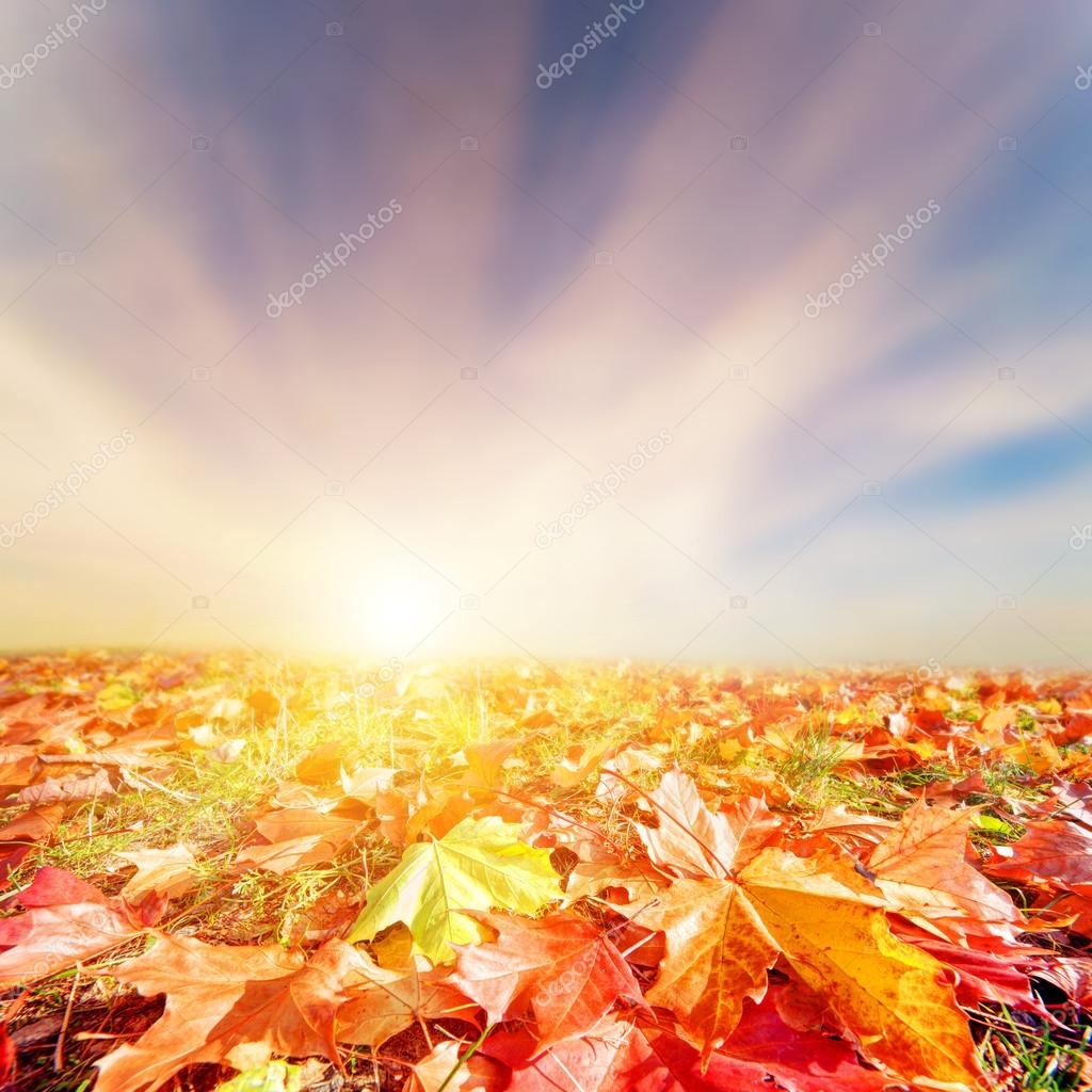 Autumn, fall landscape. Colorful leaves, sunset sky — Stock Photo ...