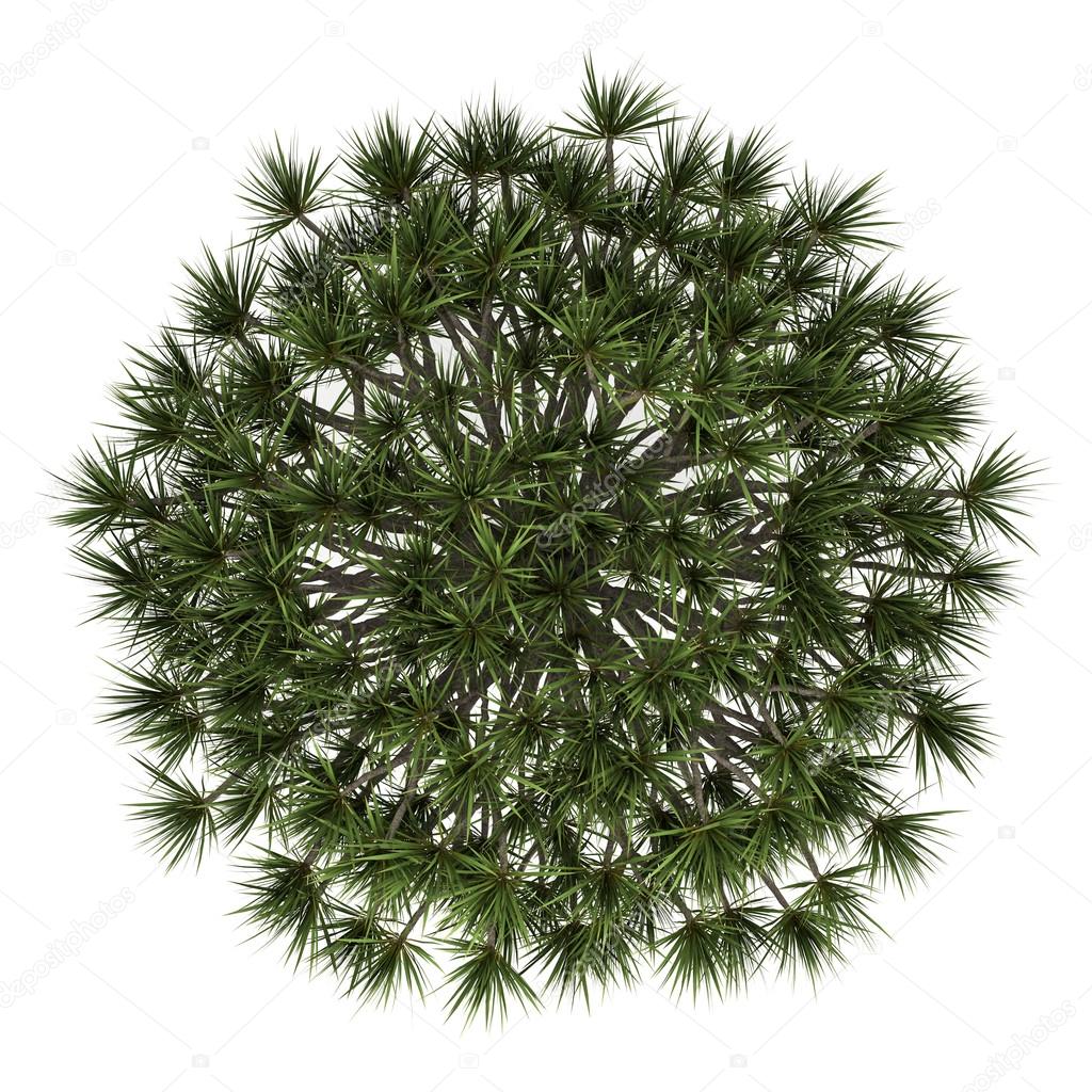 Top view of Canary Islands Dragon tree isolated on white background ...
