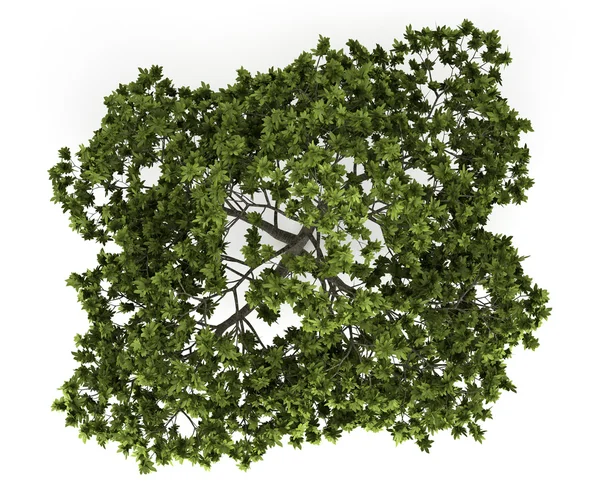 Top view tree Stock Photos, Royalty Free Top view tree Images ...