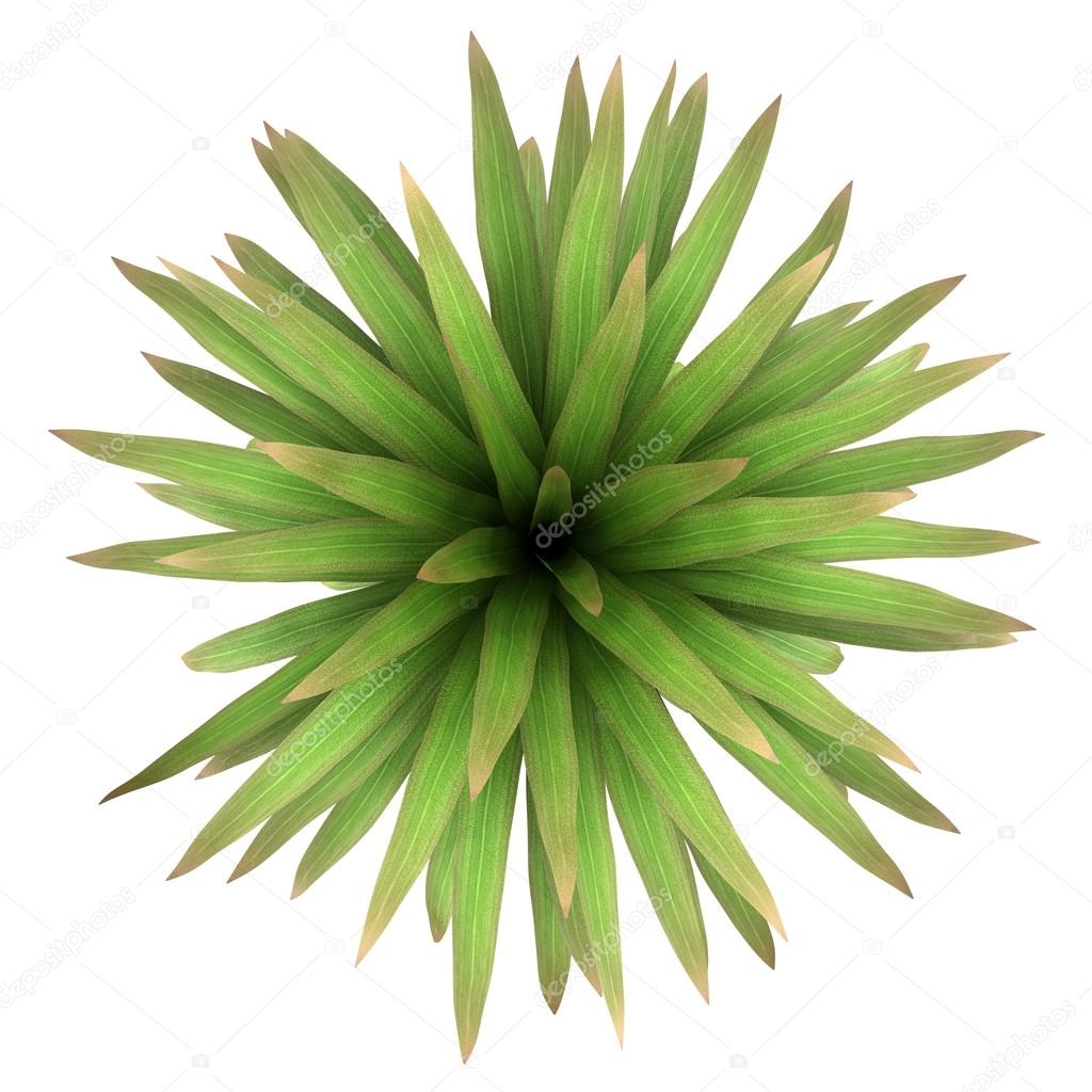Top view of mountain cabbage palm tree isolated on white background ...