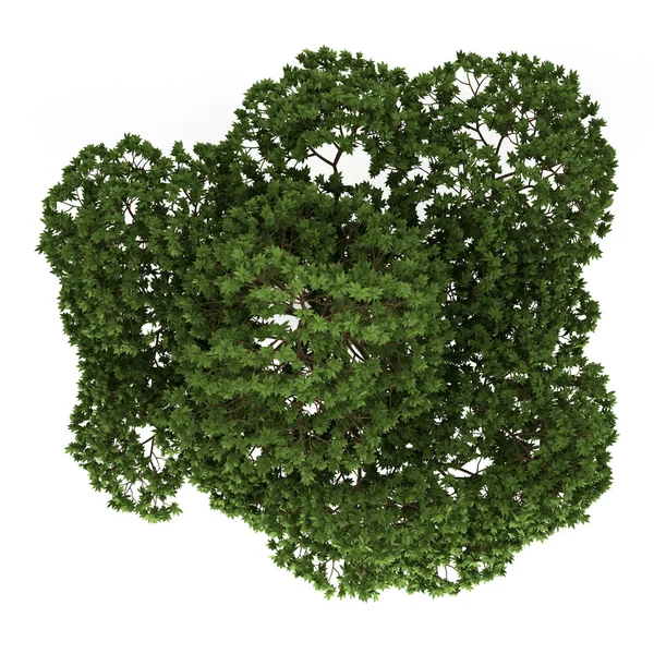 Australian boab Stock Photos, Royalty Free Australian boab Images ...