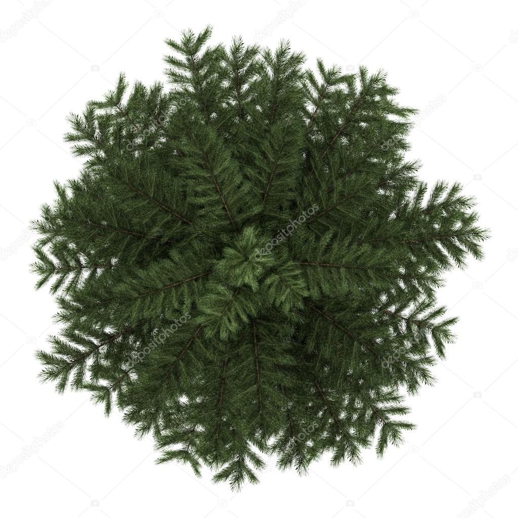 Top view of scots pine tree isolated on white background — Stock Photo ...