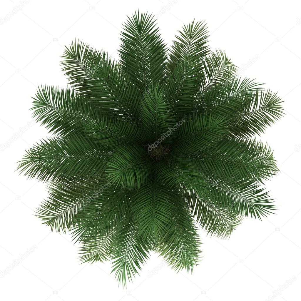 Palm Tree Plan Png