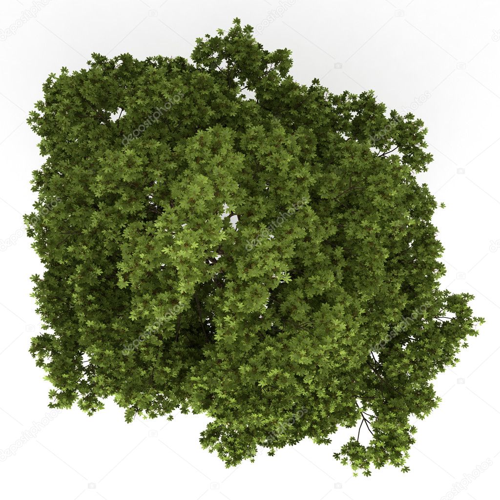 Top view of field maple tree isolated on white background Stock Photo ...