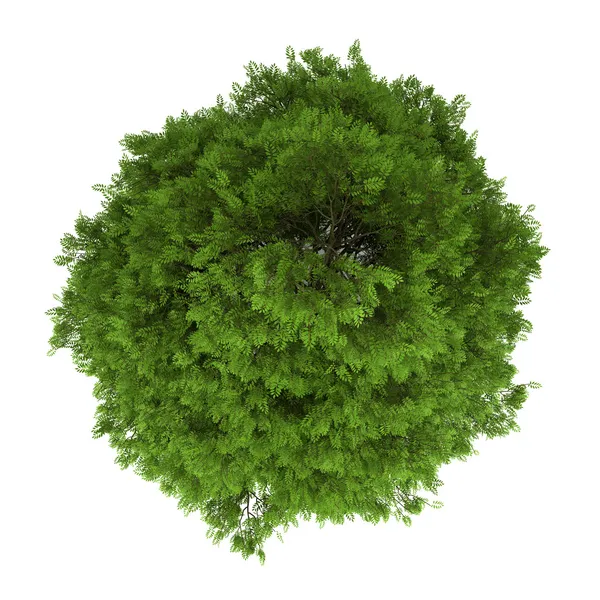 Top view of tree of heaven isolated on white background — Stock Photo ...