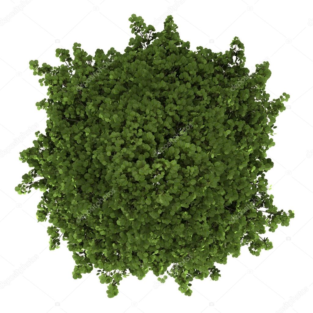 Top view of grey alder tree isolated on white background Stock Photo by ...