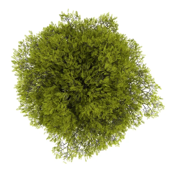 Tree top view Stock Photos, Royalty Free Tree top view Images ...