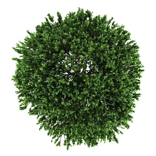 Vista superior del olmo americano aislado sobre fondo blanco 2024