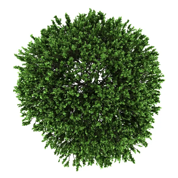 ᐈ Elm tree stock images, Royalty Free elm tree photos | download on ...