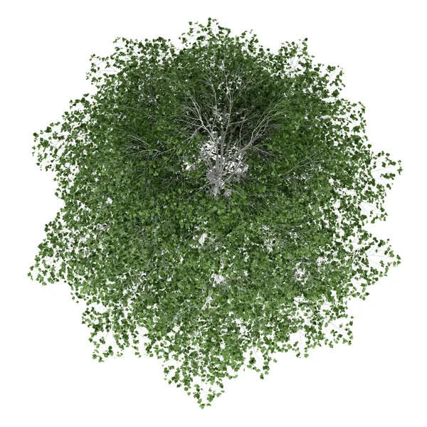 Top view of willow tree isolated on white background Stock Photo by ...