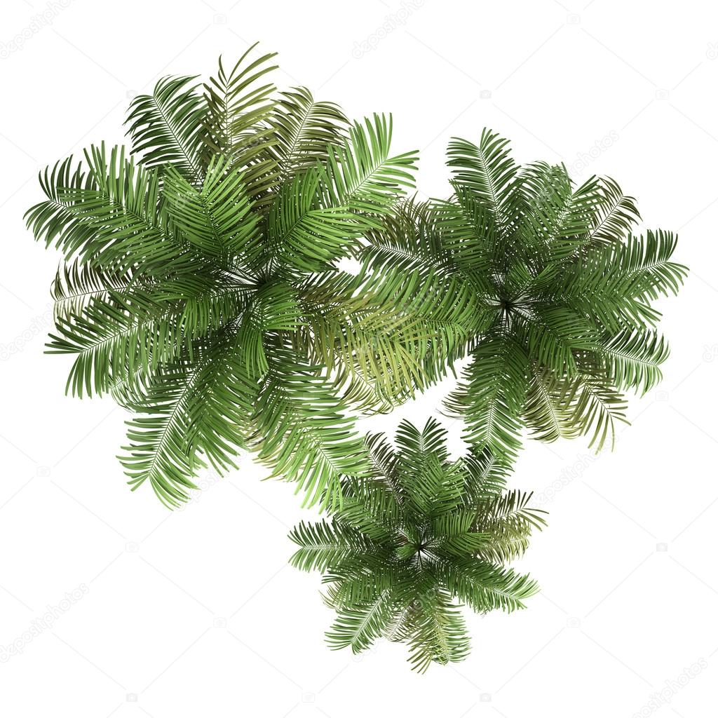 Top view of three areca palm trees isolated on white background Stock ...