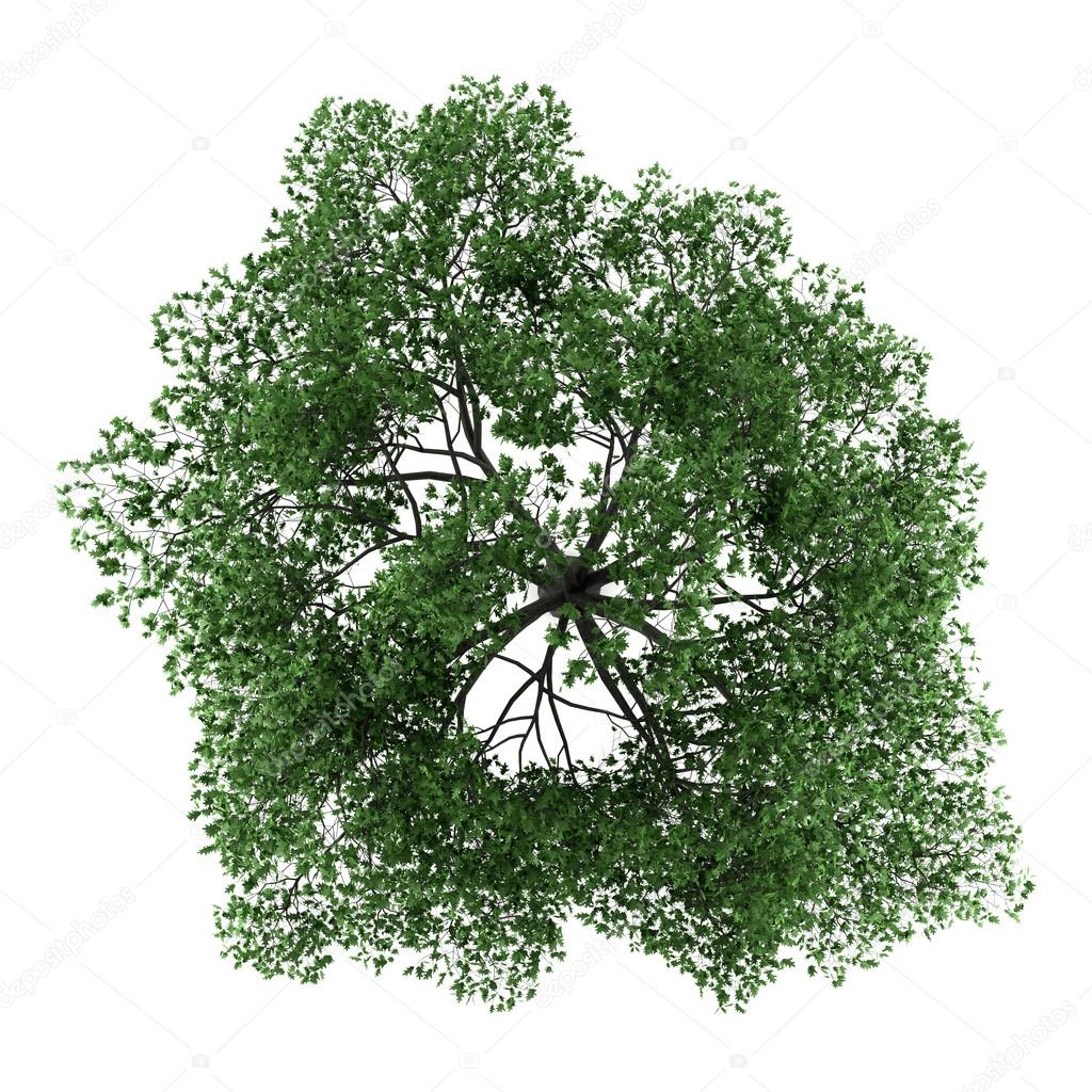 Top view of pedunculate oak tree isolated on white background Stock ...