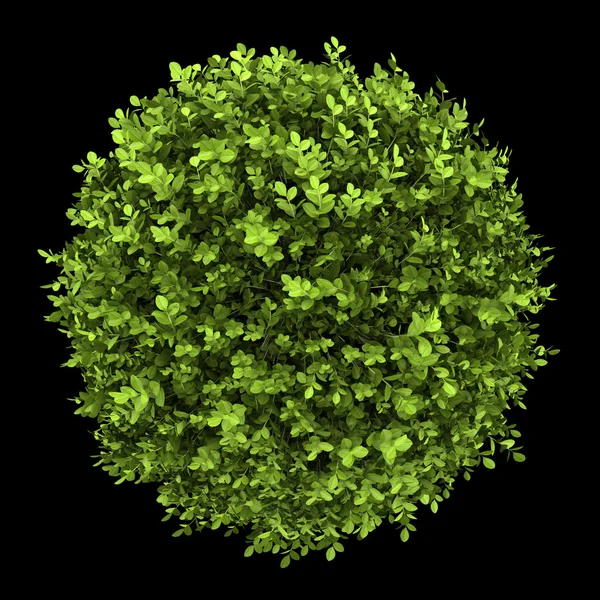 ᐈ Boxwood stock photos, Royalty Free boxwood photos | download on ...