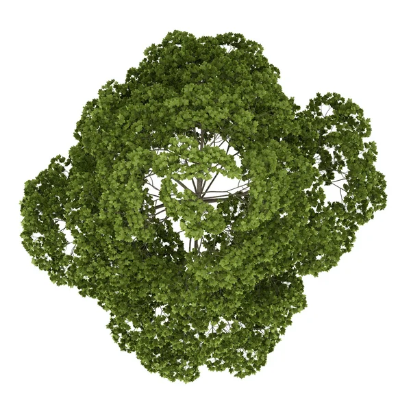 Top view of norway maple tree isolated on white background — Stock ...