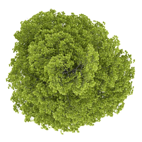 Tree top view Stock Photos, Royalty Free Tree top view Images ...