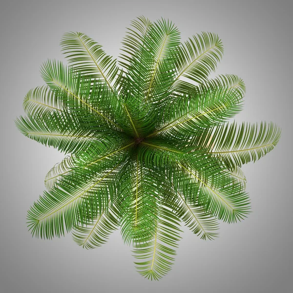 Vista superior de palmera datilera aislada sobre fondo blanco — Foto de ...