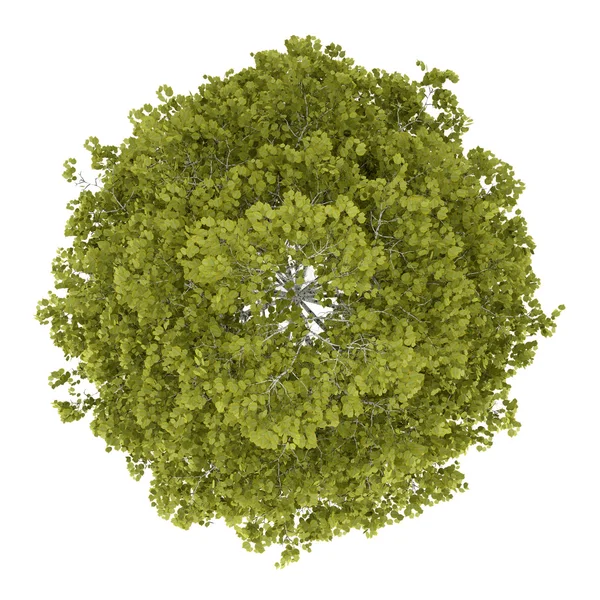 Tree top isolated Stock Photos, Royalty Free Tree top isolated Images ...