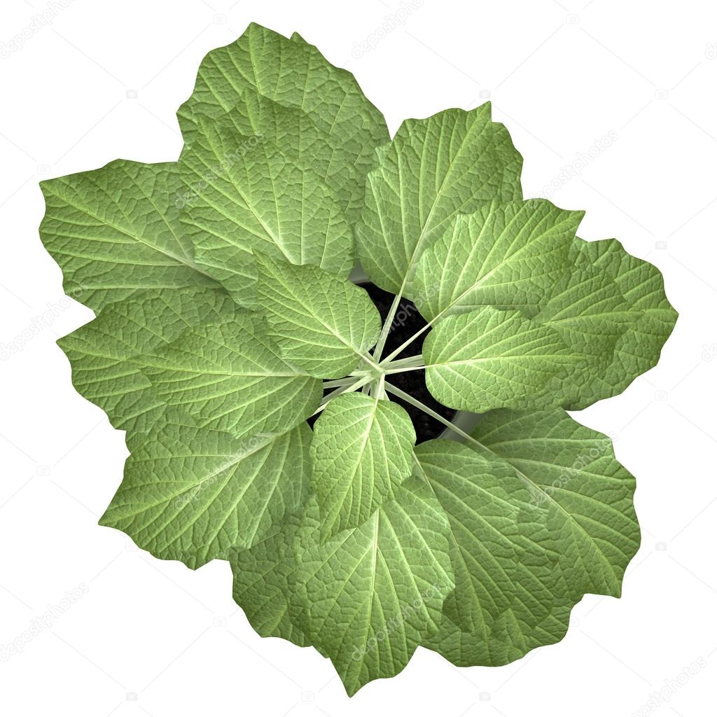 Top view of decorative plant in pot isolated on white background ...