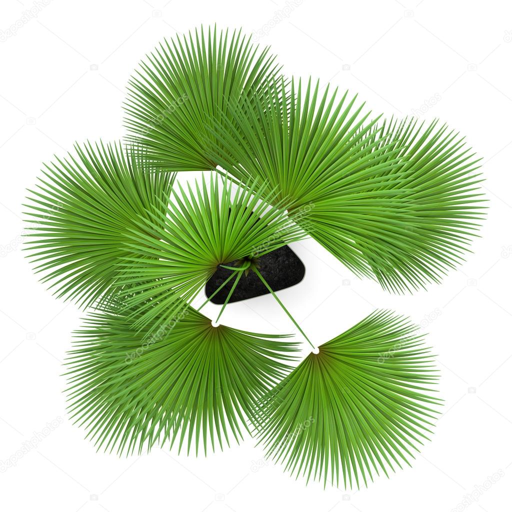 Top view of palm tree in pot isolated on white background Stock Photo ...