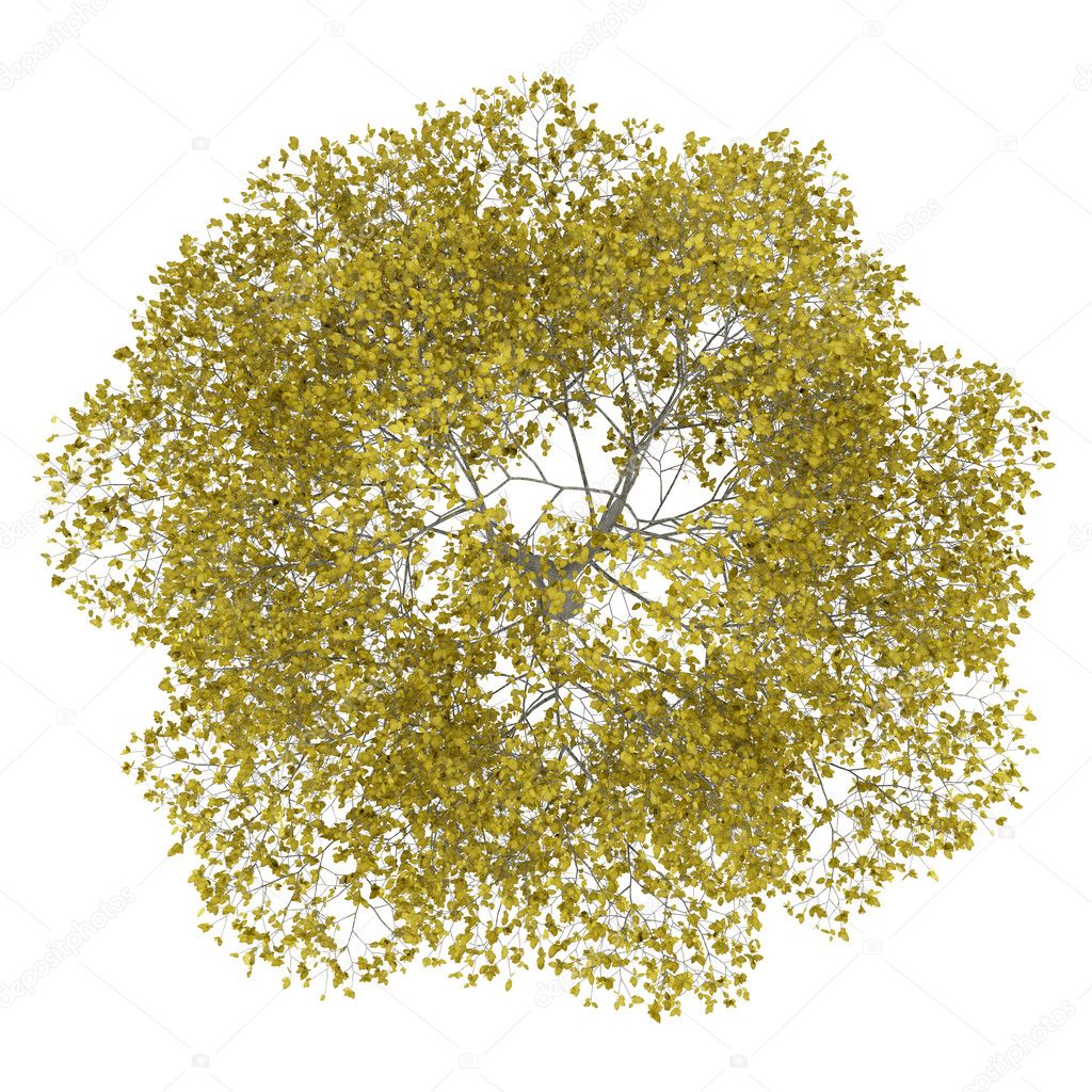 Top view of fall american beech tree isolated on white backgroun Stock ...