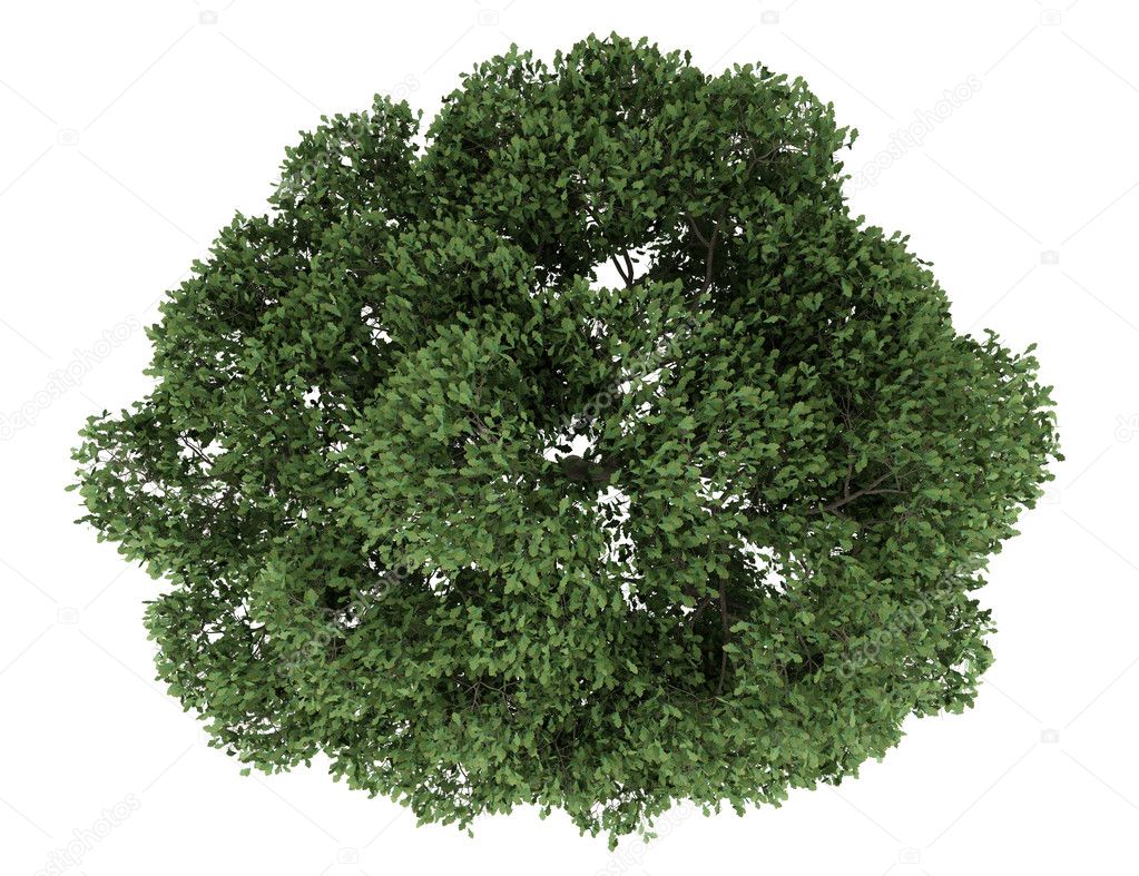 top view of english oak tree isolated on white background — Stock Photo ...