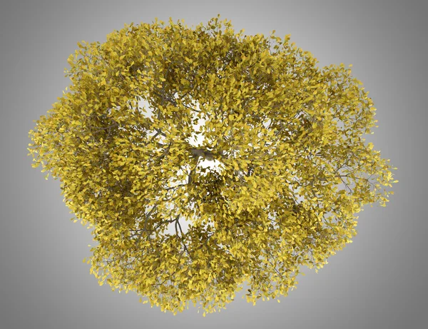 top view of fall english oak tree isolated on white background — Stock ...