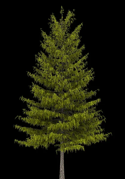 European larch tree isolated on white background — Stock Photo ... European larch tree isolated on white background — Stock Photo ...