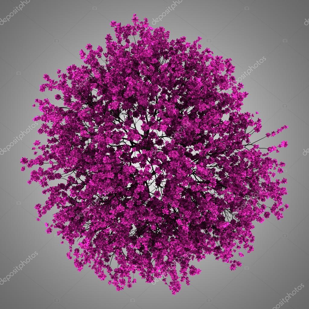 Top view of judas tree isolated on gray background Stock Photo by ...