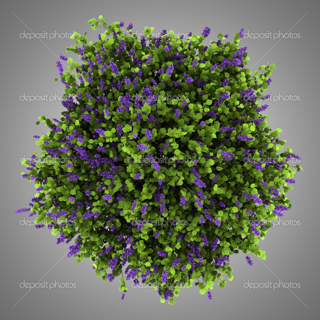 Top view of lilac flowers bush isolated on gray background Stock Photo ...