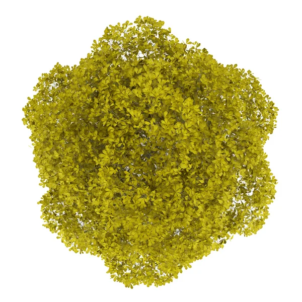 Top view of small-leaved lime tree isolated on white background Stock ...