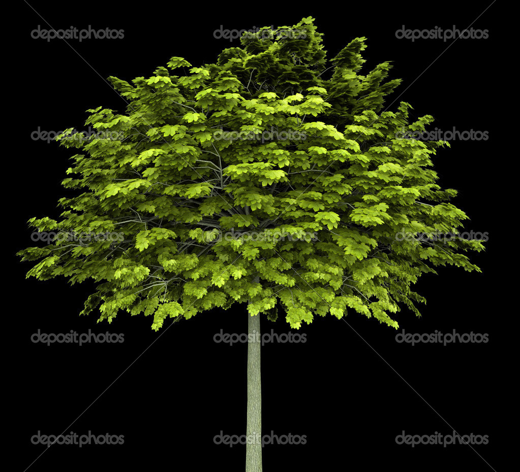 Norway maple tree isolated on black background — Stock Photo © tiler84 ...