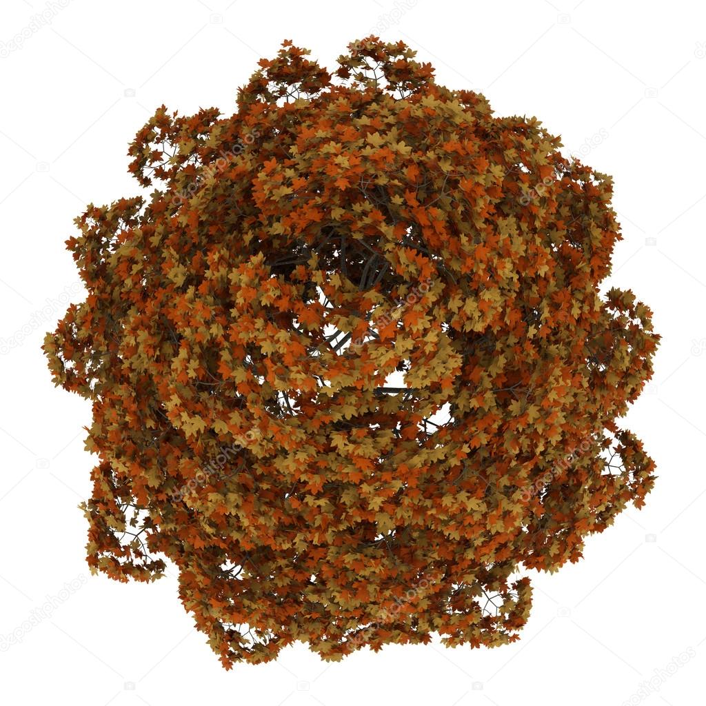 Top view of fall norway maple tree isolated on white background Stock ...