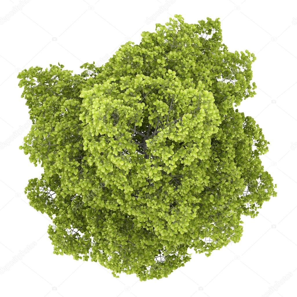 Top view of common lime tree isolated on white background Stock Photo ...
