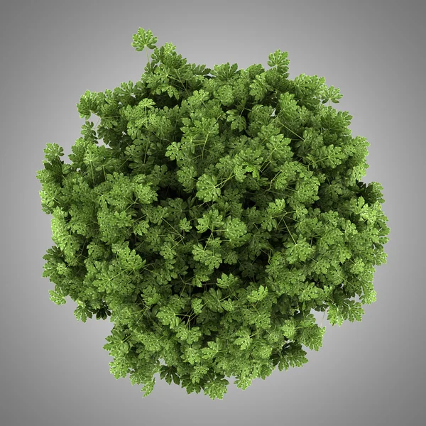 Top view of pear tree with pears isolated on gray background. 3d Stock ...