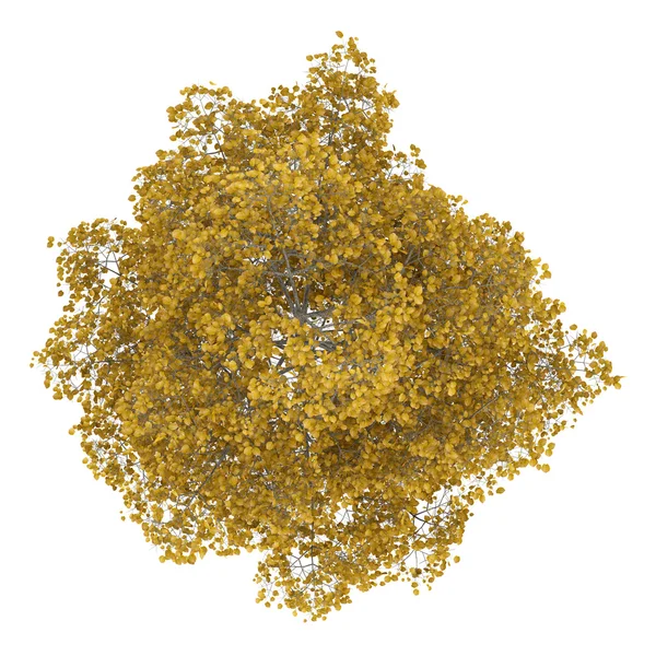 Top view of ginkgo tree isolated on white background Stock Photo by ...