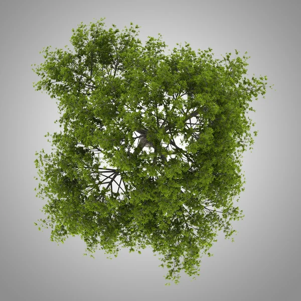 Top view of fall american beech tree isolated on white backgroun Stock ...