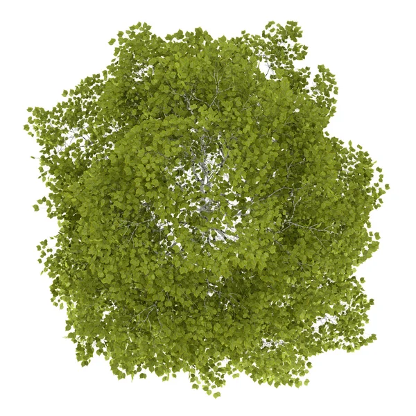 Top view of norway maple tree isolated on white background — Stock ...