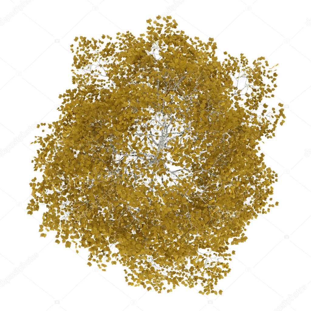 Top view of fall birch tree isolated on white background Stock Photo by ...