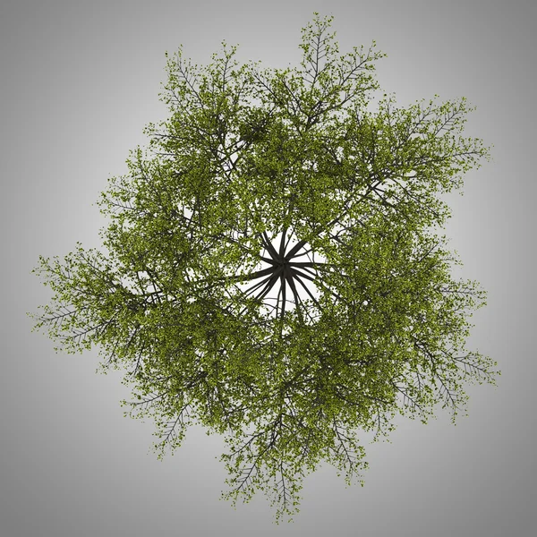 Top view of fall birch tree isolated on white background Stock Photo by ...