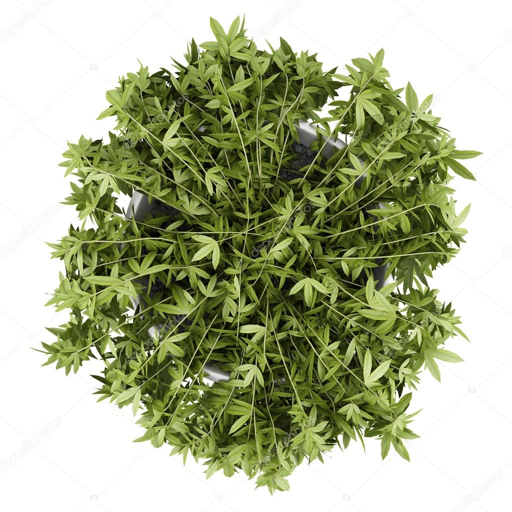 Top view of decorative climbing plant in pot isolated on white b ...