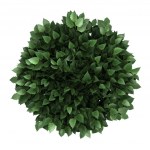 Top view of birch tree in pot isolated on gray background Stock Photo ...