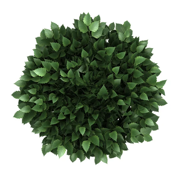 Tree top view Stock Photos, Royalty Free Tree top view Images ...