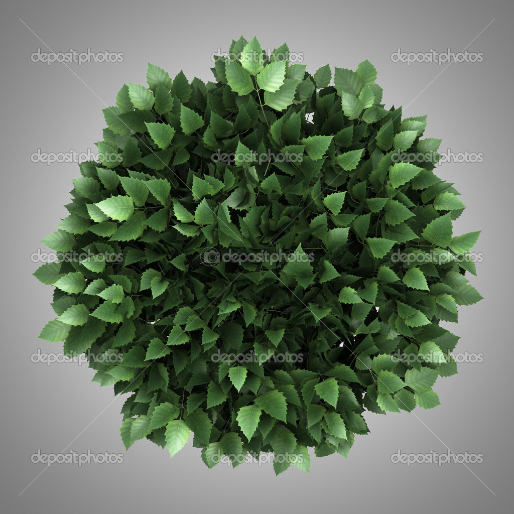 Top view of birch tree in pot isolated on gray background Stock Photo ...