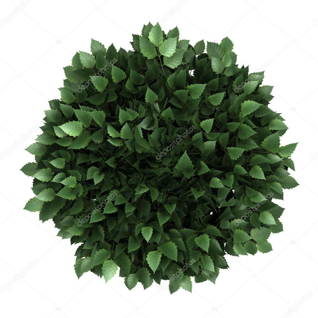 Top view of birch tree in pot isolated on white background Stock Photo ...