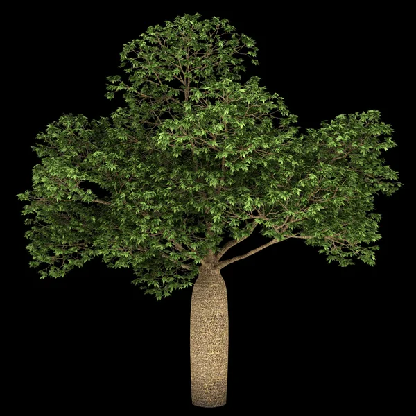 Australian boab Stock Photos, Royalty Free Australian boab Images ...