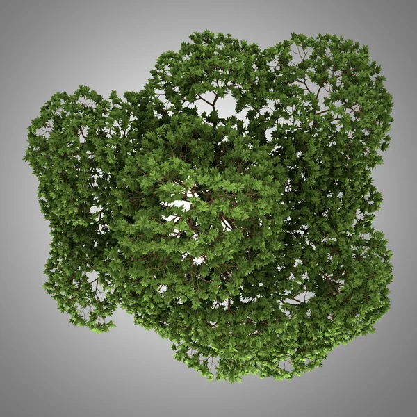 Top view of pear tree with pears isolated on gray background. 3d Stock ...