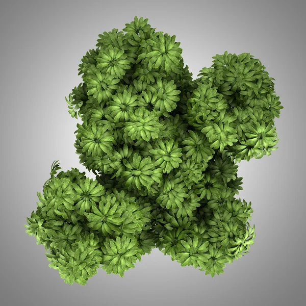 Top view of birch tree in pot isolated on gray background Stock Photo ...