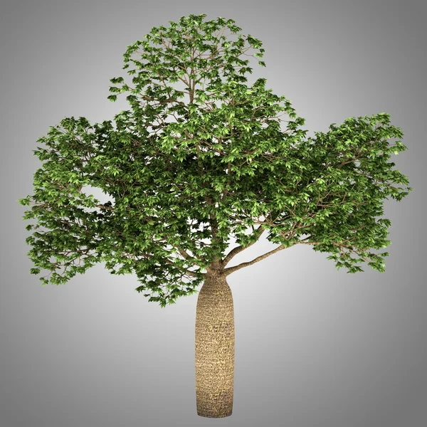 Australian boab Stock Photos, Royalty Free Australian boab Images ...